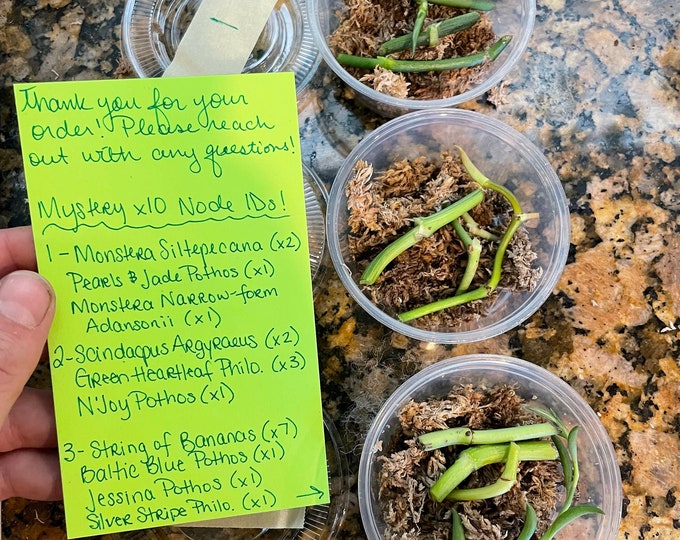 Plant Nodes for Propagation, Leafless Nodes, Indoor Plant Nodes - Etsy