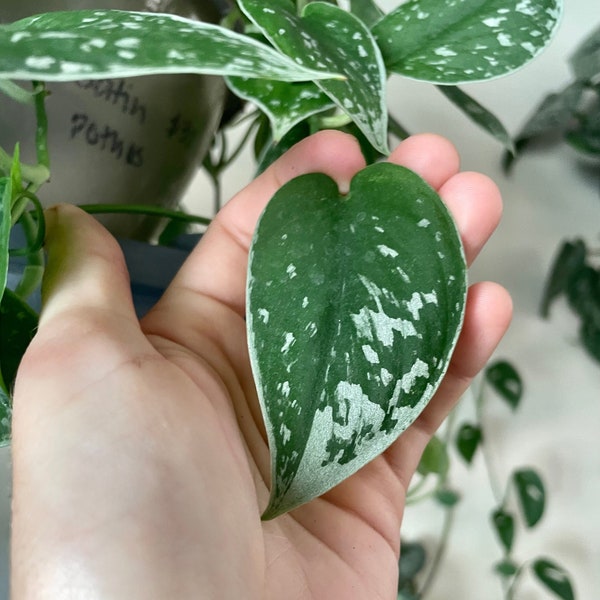 Scindapsus - Etsy