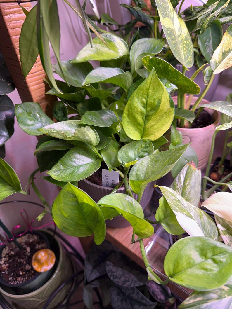 Lemon Top Pothos | Live Houseplant | Nodes, Unrooted and Rooted ...