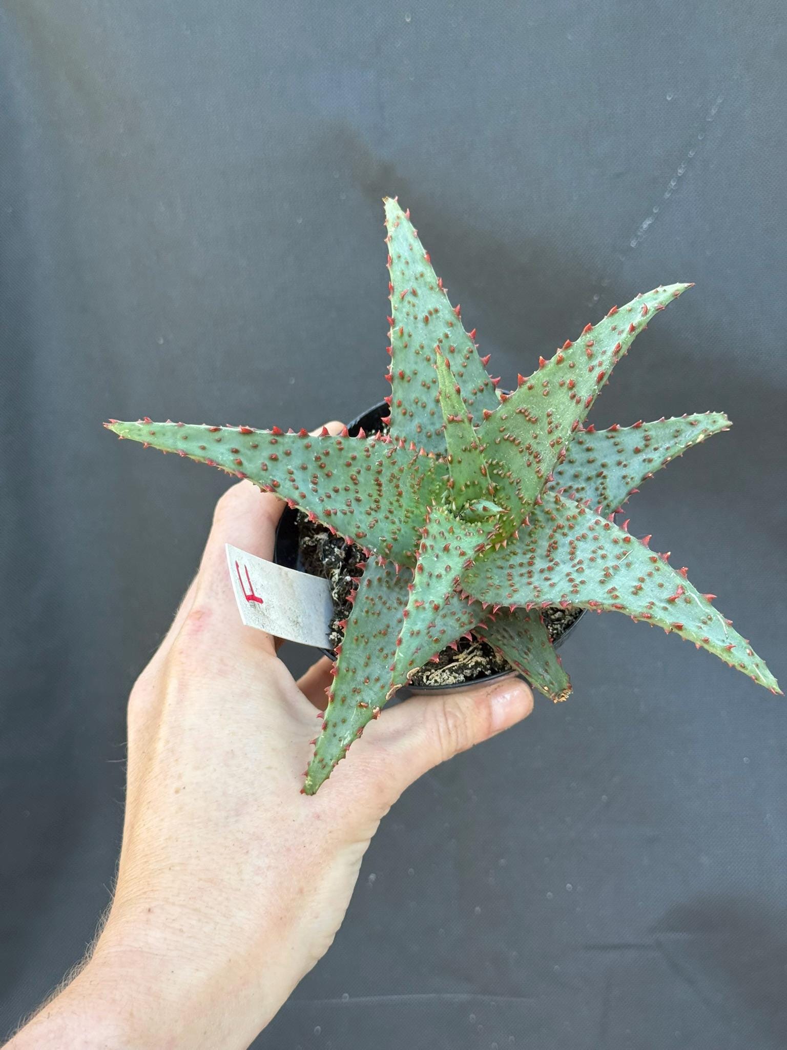 Aloe Hybrid 'AJR' 4" Pot 'F' | Bright Red Spines & Blue Leaves! | Live ...