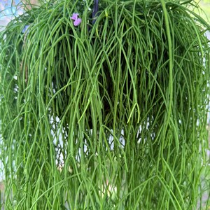Rhipsalis Baccifera 'mistletoe Cactus' | Rare Live Indoor Outdoor ...