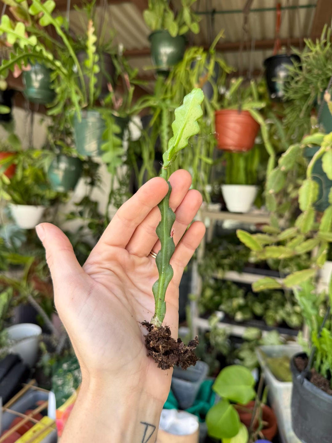 Epiphyllum Spp. & Ric Rac Cactus Starter Plants 2-3" Pots | Epiphytic ...