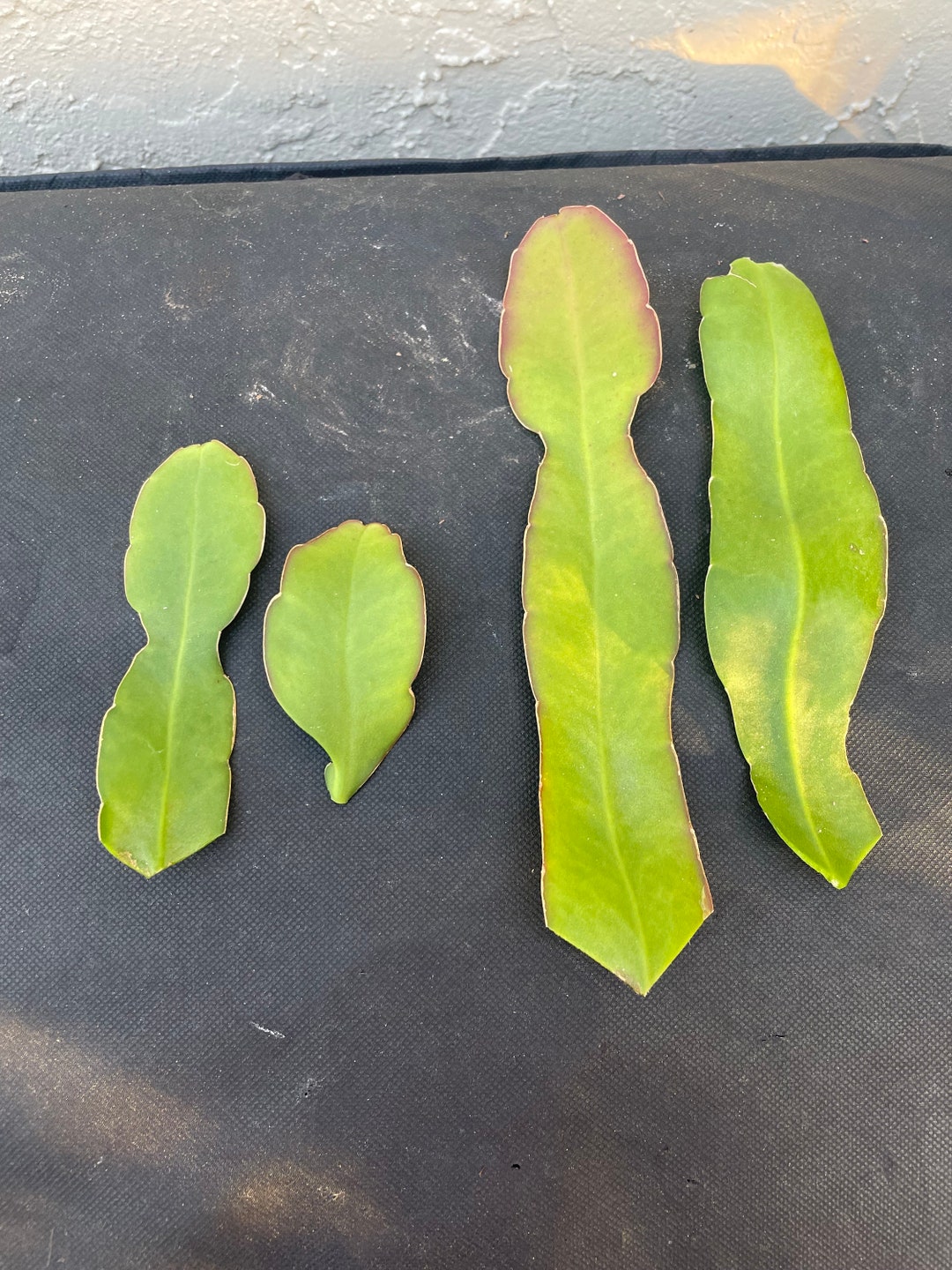 Epiphyllum Spp. | Unrooted Pads for Propagation | Live Houseplant ...