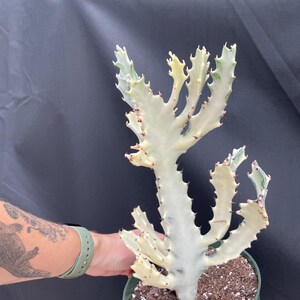 Ghost Euphorbia Lactea HUGE 6 Pot Variegated Dragon Bone Cactus Rare ...