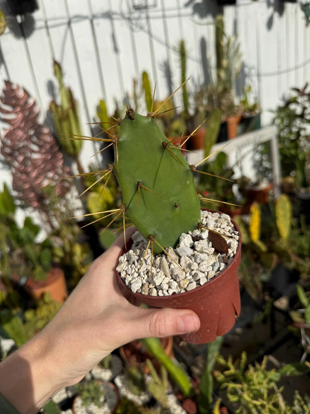 Green Goblin Opuntia 4" Pot | Fast Growing Cactus! | Live Houseplant ...