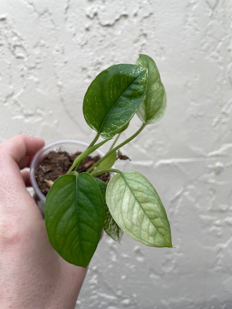 Chartreuse Pothos Rooted Pot TWO Plants in Pot Ships in - Etsy