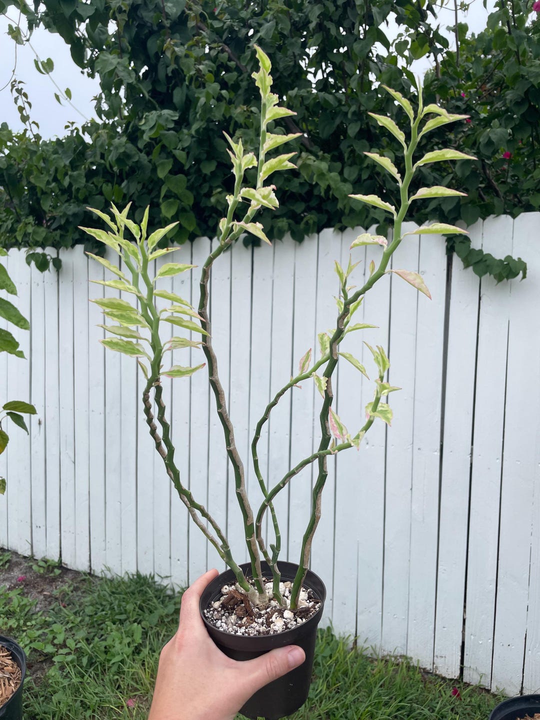 Tricolor Variegated Devils Backbone Plant 5 Pot Ships in Pot Live ...
