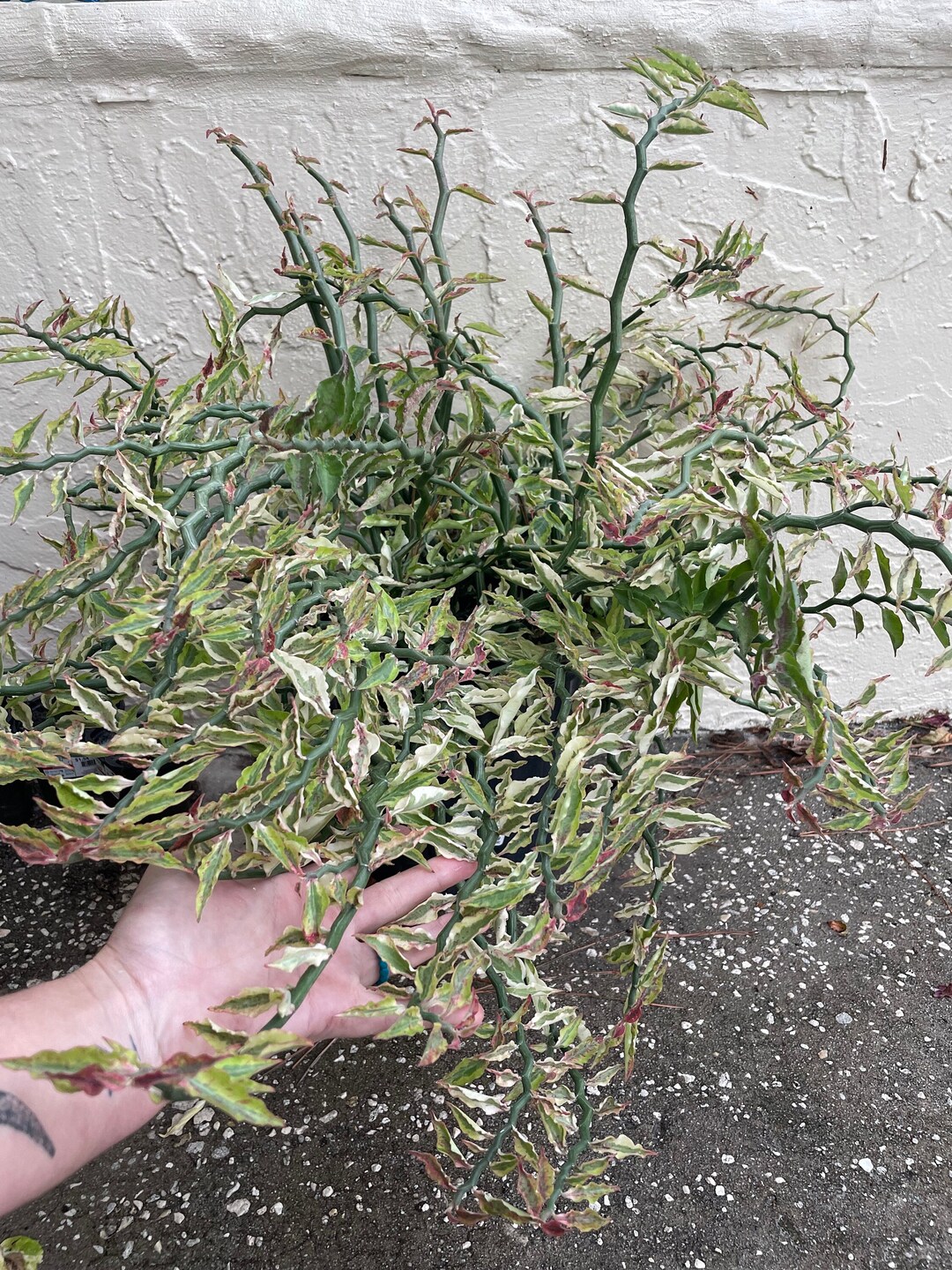 Pink Variegated Devil's Backbone Succulent | Full Sun | Unrooted and ...