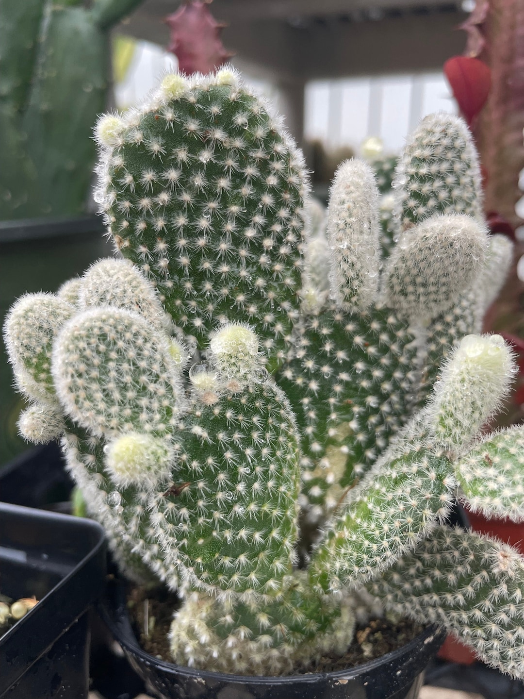 White Bunny Ears, Angel Wings Cactus Unrooted Pads | Opuntia ...