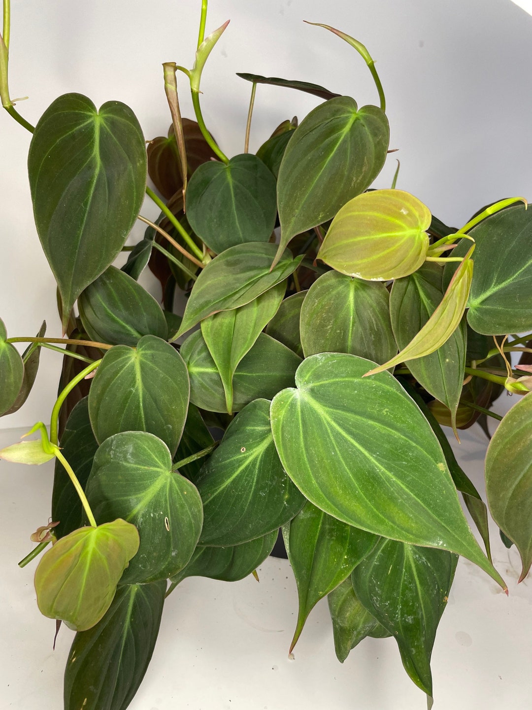 Micans Philodendron Hederaceum | Velvet Leaf Philodendron | RARE | LIVE ...