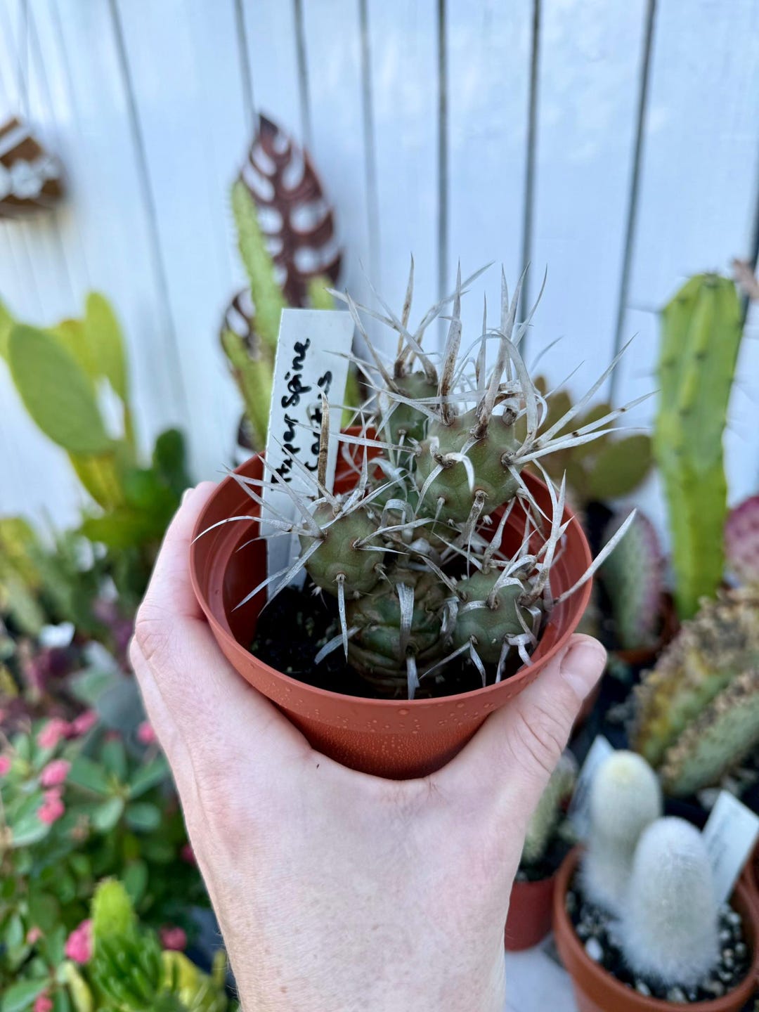 Paper Spines Cactus, X2 Lightly Rooted Plants | Ships Bare Root | 1st ...
