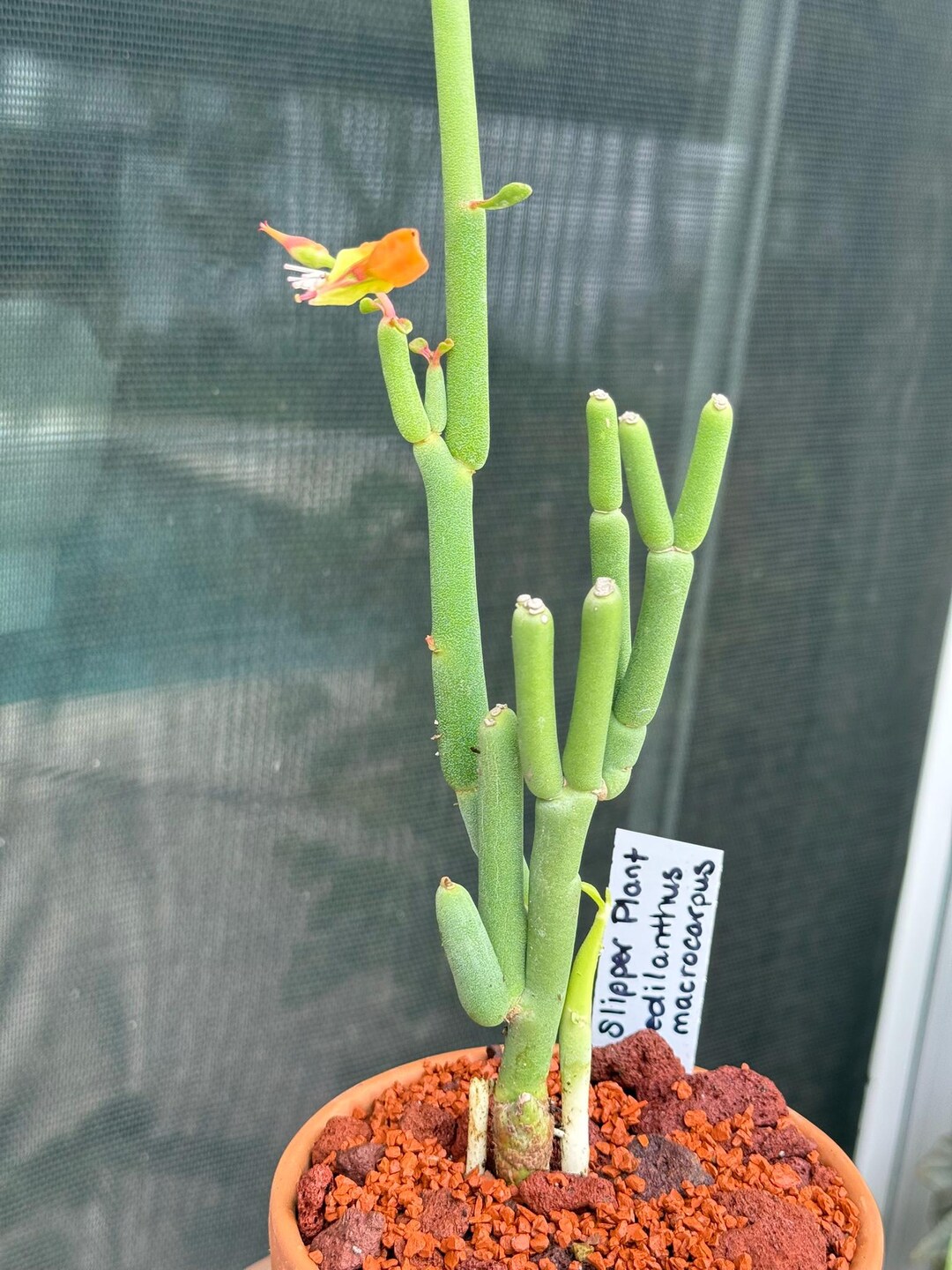 Lady Slipper Plant (pedilanthus Macrocarpus OR Euphorbia Lomelii) 4 ...