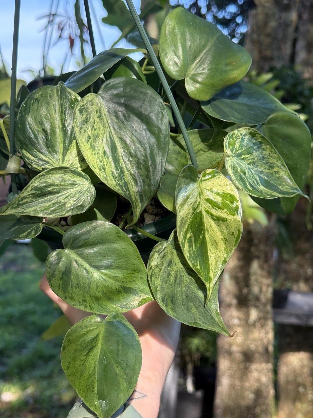 Variegated Heartleaf Philodendron UNROOTED Cuttings and Nodes for ...