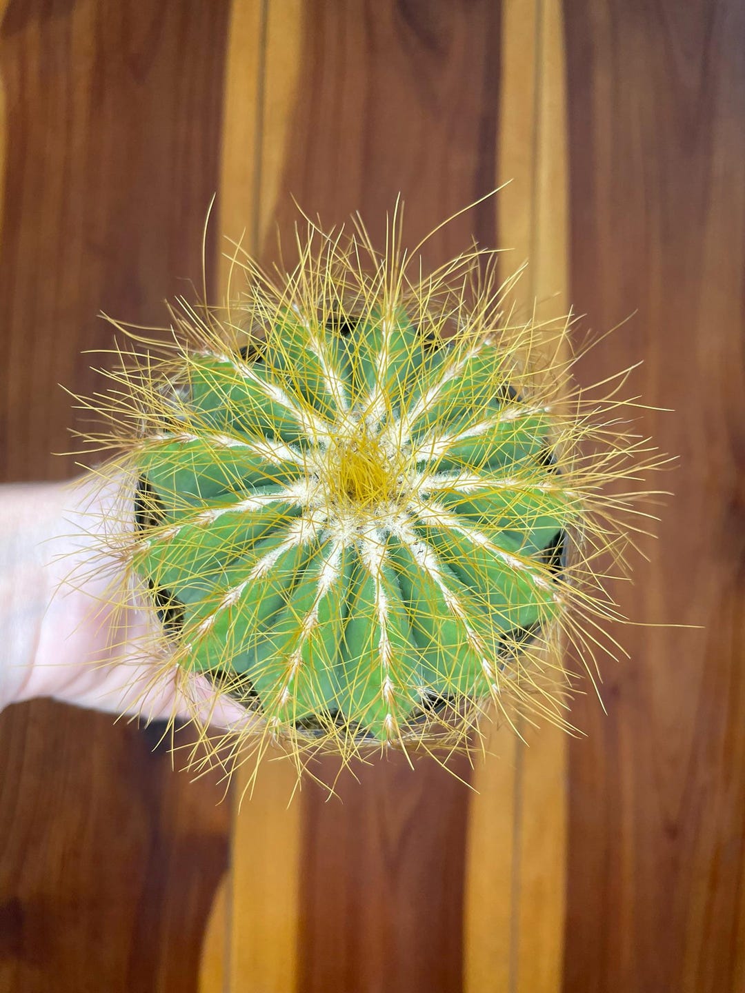 Notocactus Magnificus 4" Pot | Balloon Cactus, Ball Cactus | Live Rare ...