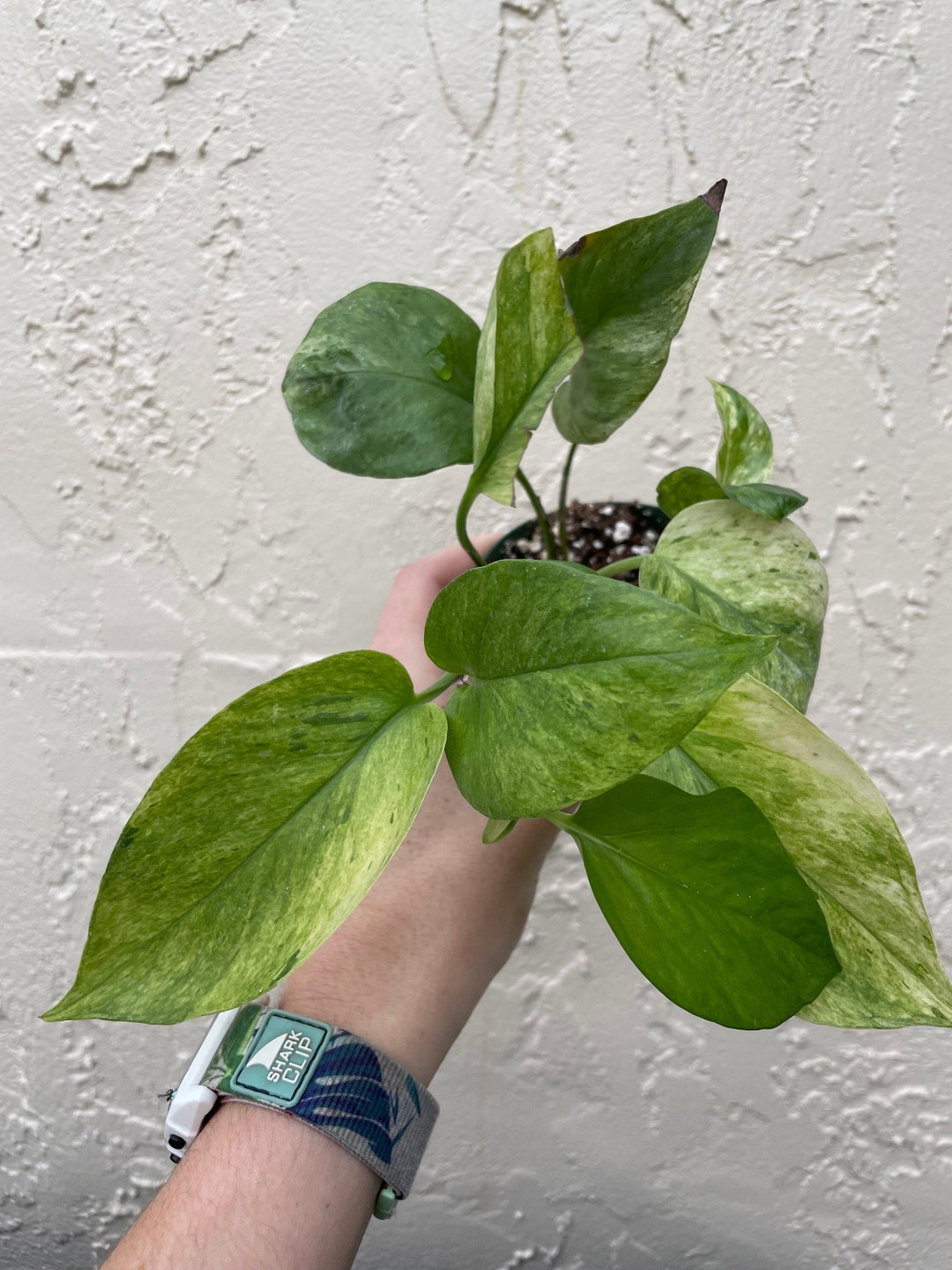 Jessenia Pothos Pot Exact Plant Shown Ships in Pot - Etsy
