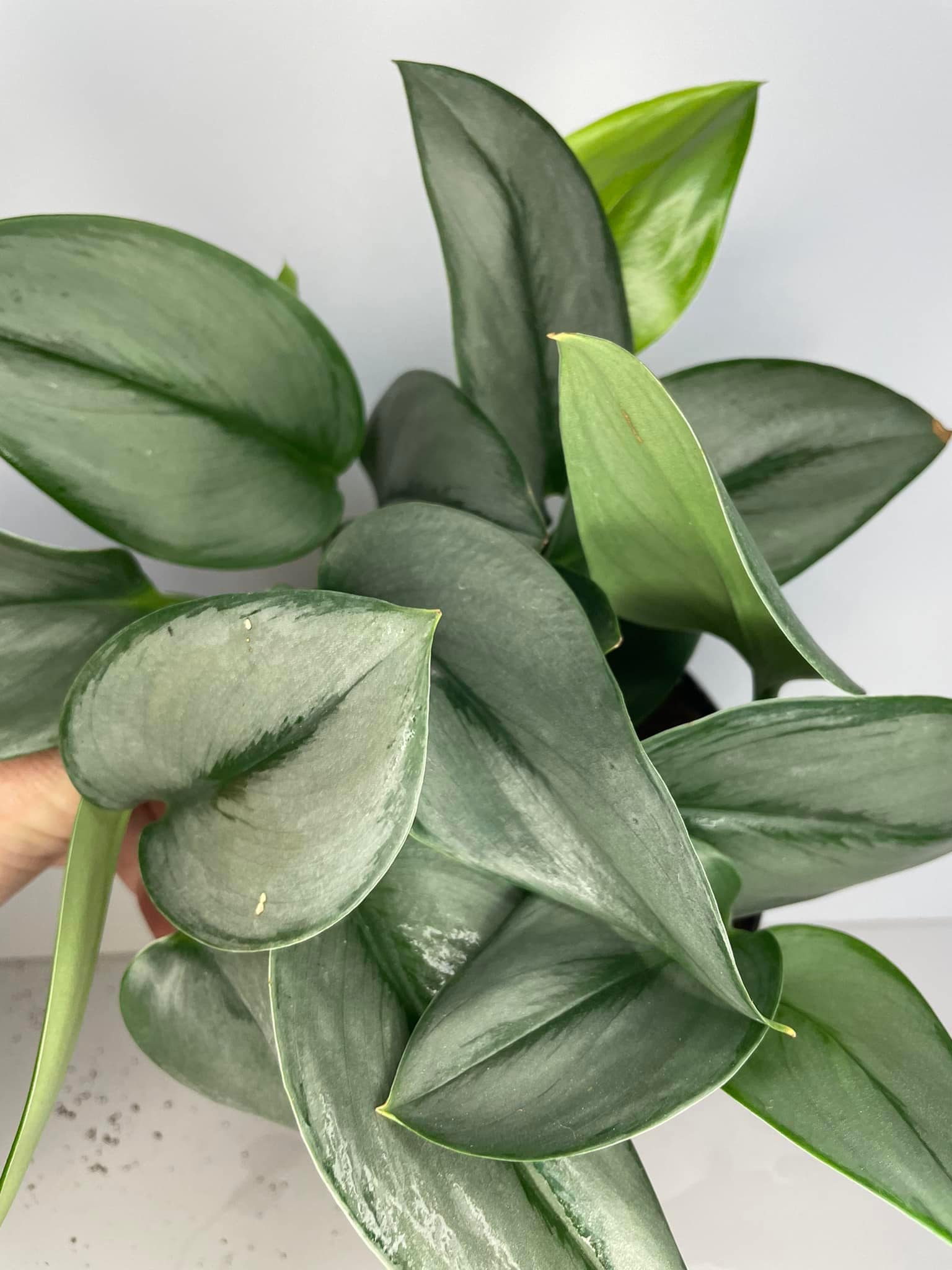Moonlight Trebuii Scindapsus Satin Silver Pothos LIVE - Etsy