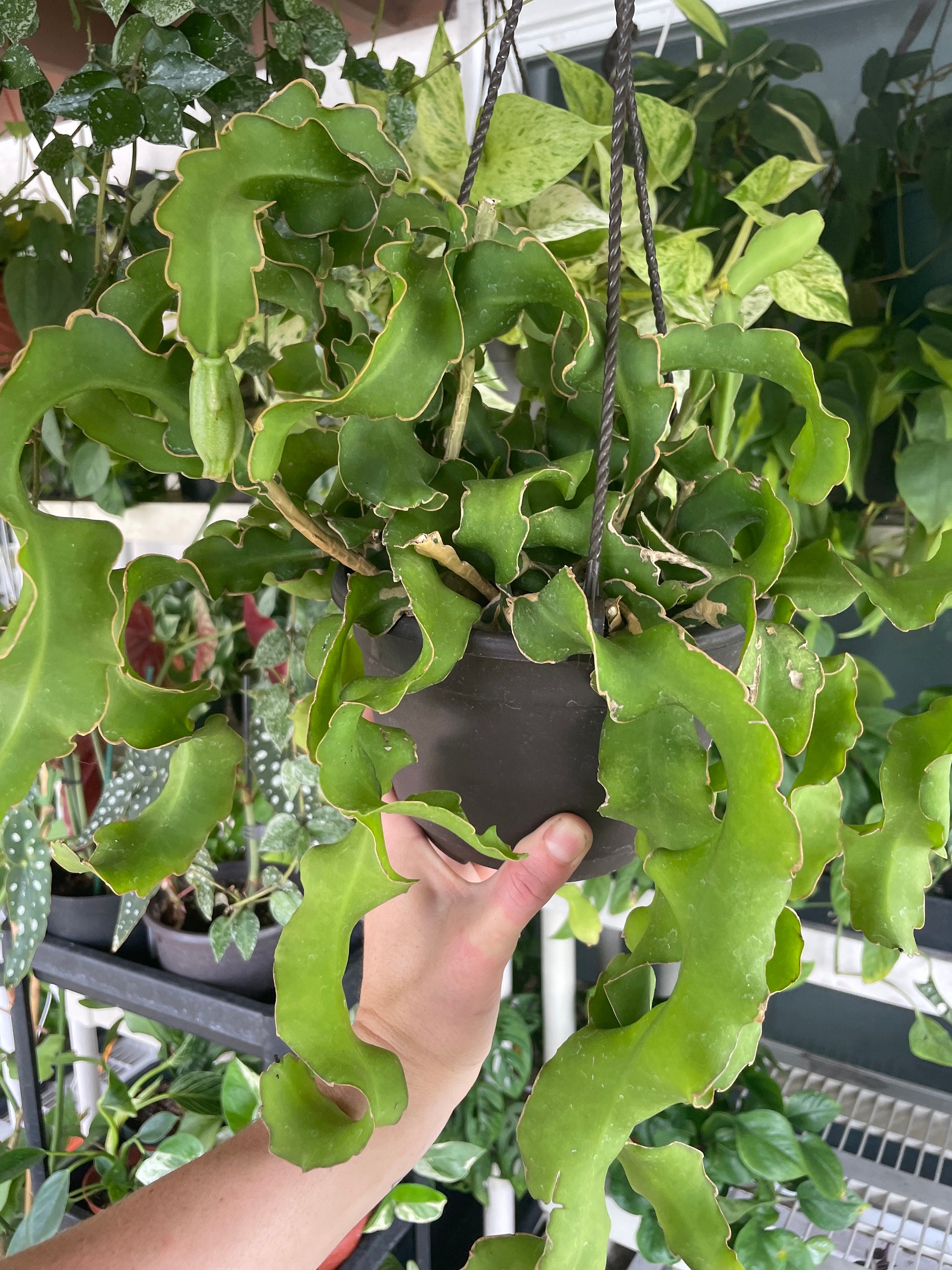 Curly Locks Orchid Epiphytic Cactus | Epiphyllum Guatemalense Monstrose ...