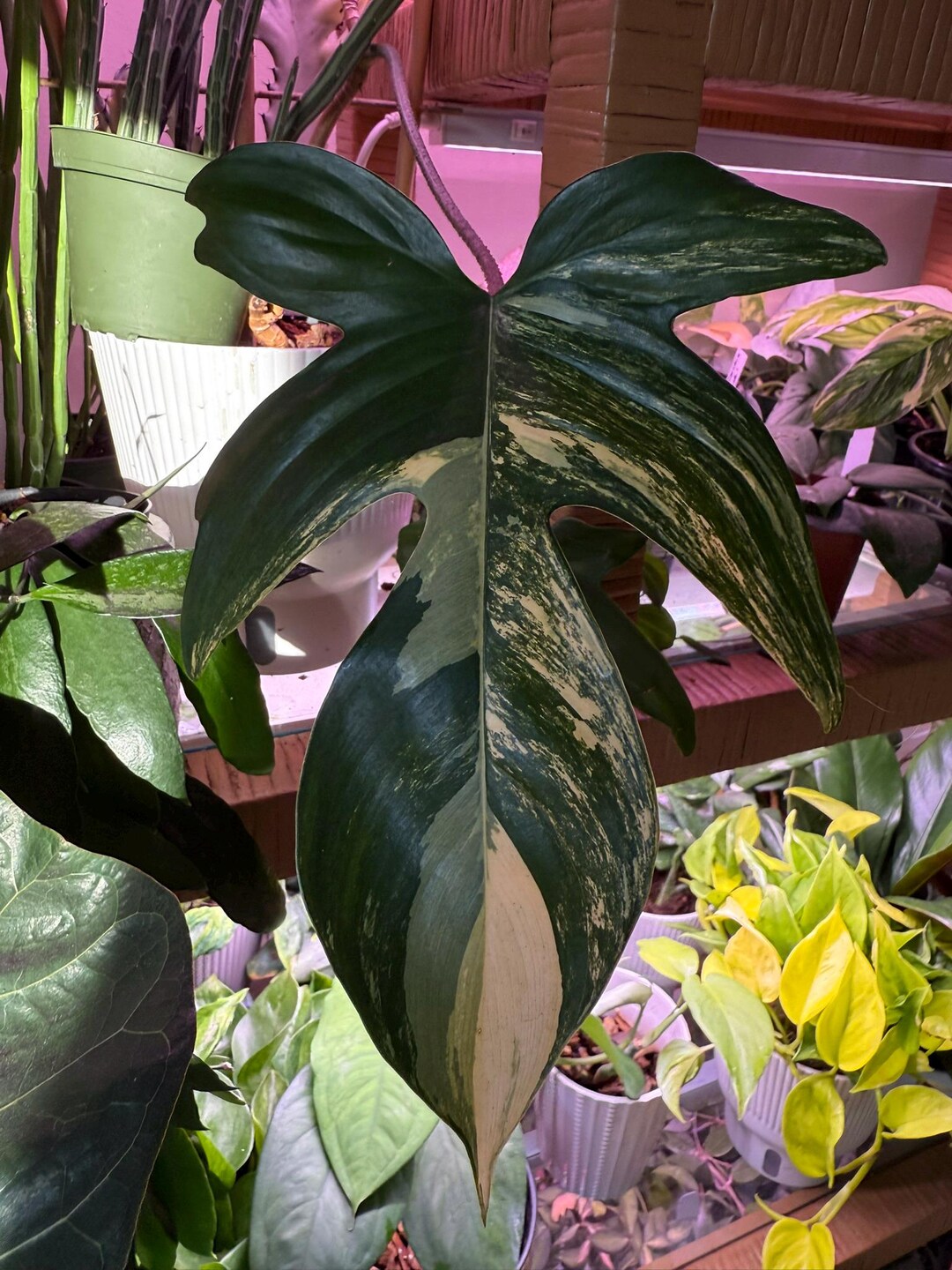 Top Cut Florida Beauty Philodendron, 1 Leaves 2 Nodes Exact Leaves ...