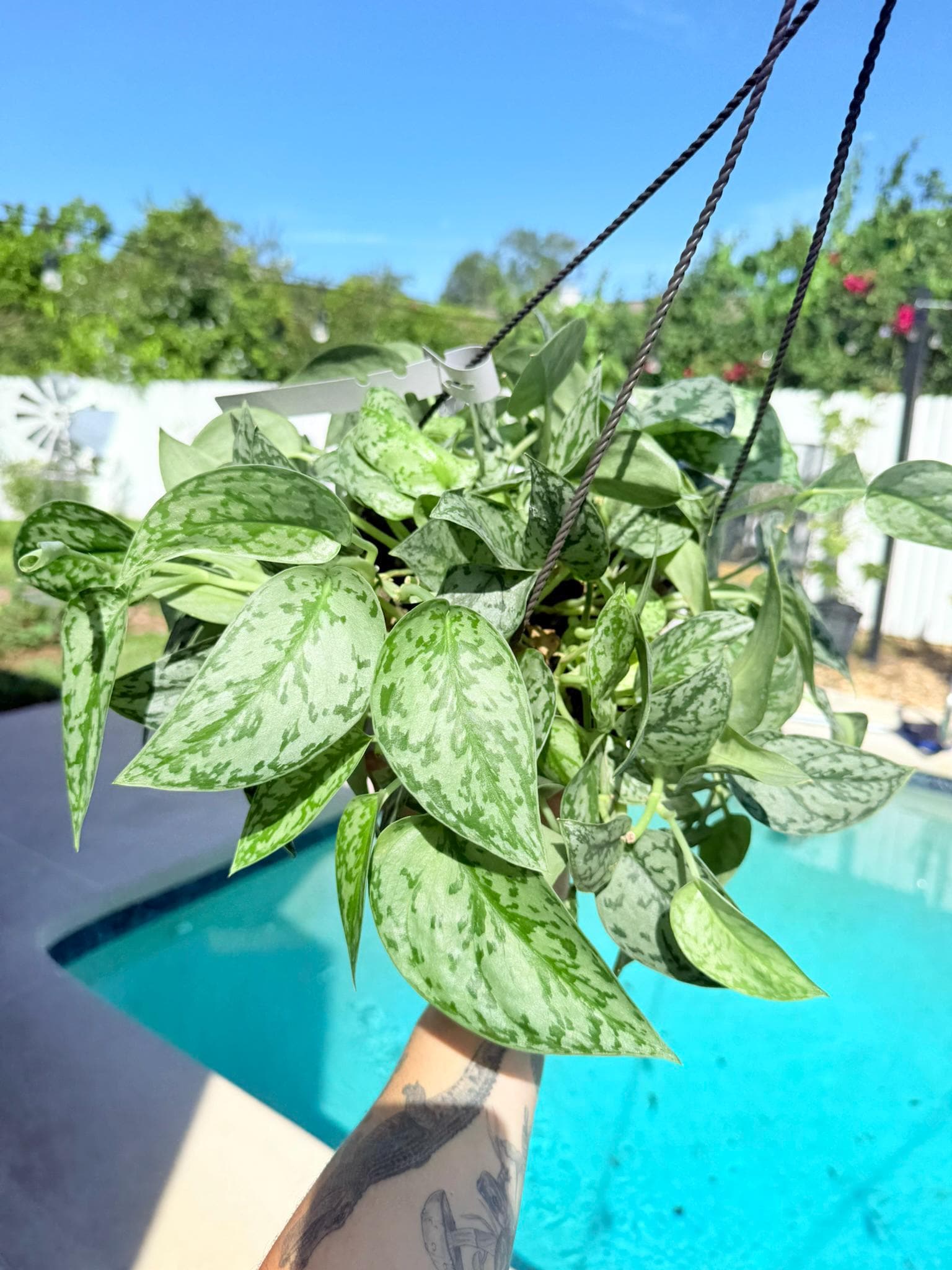 Silver Lady Scindapsus Pictus | Silver Satin Pothos | LIVE House Plant ...
