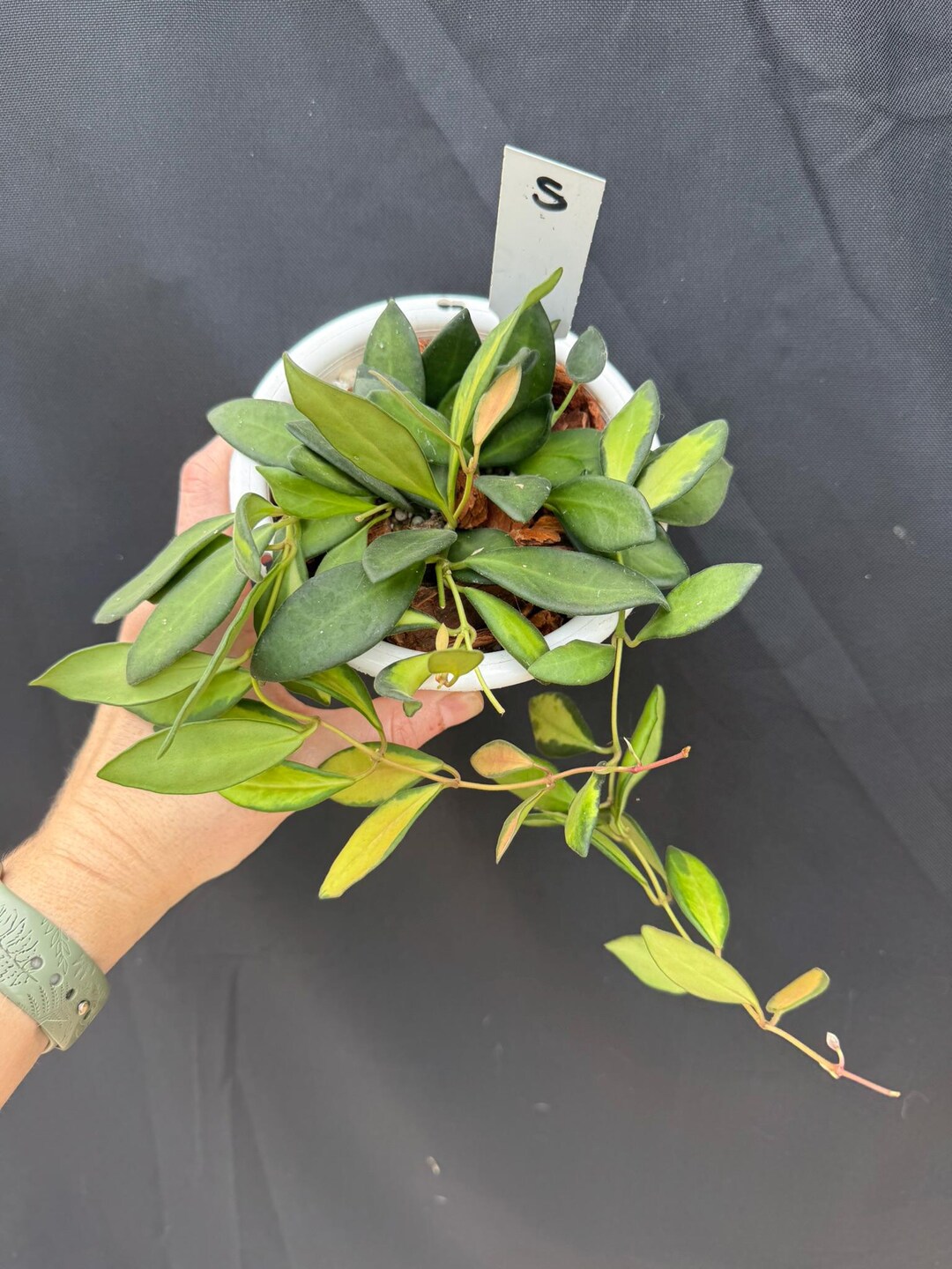 Variegated Hoya Burtionae " Hanging Basket Full & Trailing Pot 'S ...