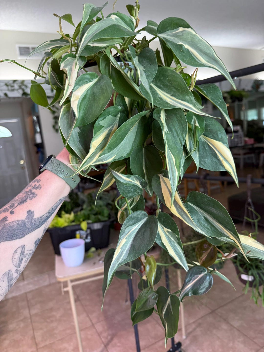 Rio Philodendron Hederaceum | RARE | LIVE House Plant | Nodes, Unrooted ...