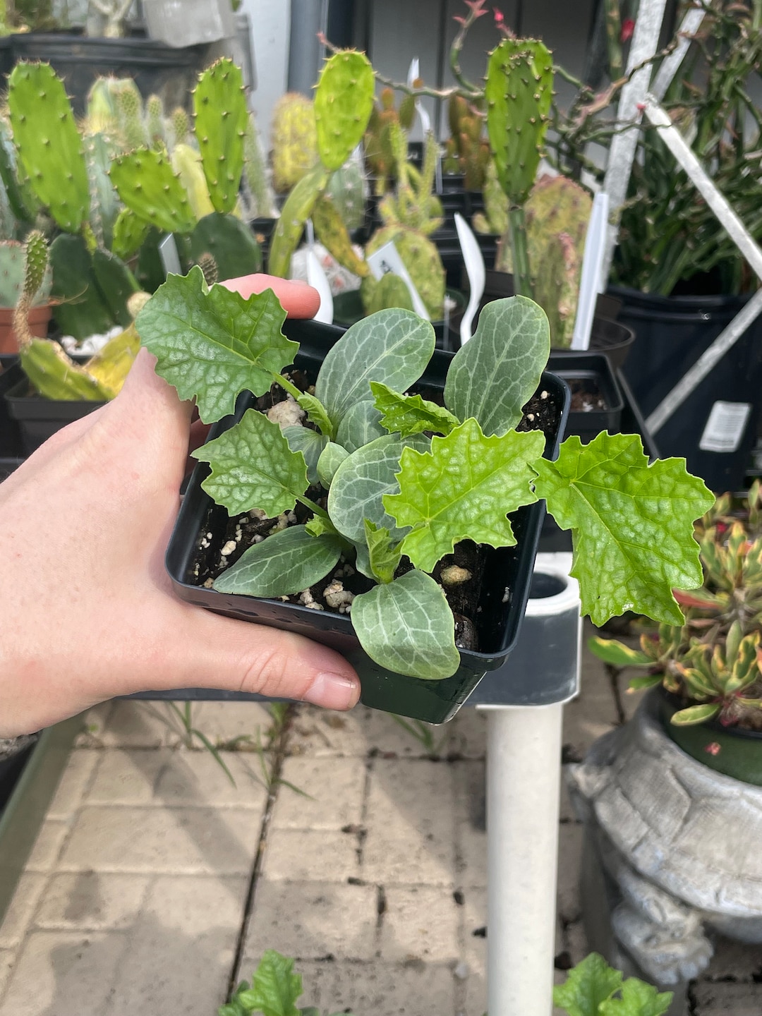 Loofah Plant Starter Seedling Pots | Luffa Aegyptiaca | Vegetable Like ...