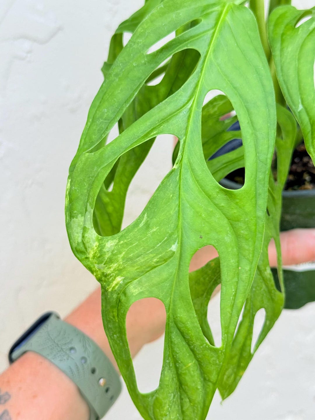 Mottled Variegated Monstera Adansonii Thai 4" Pots | Live Rare Indoor ...