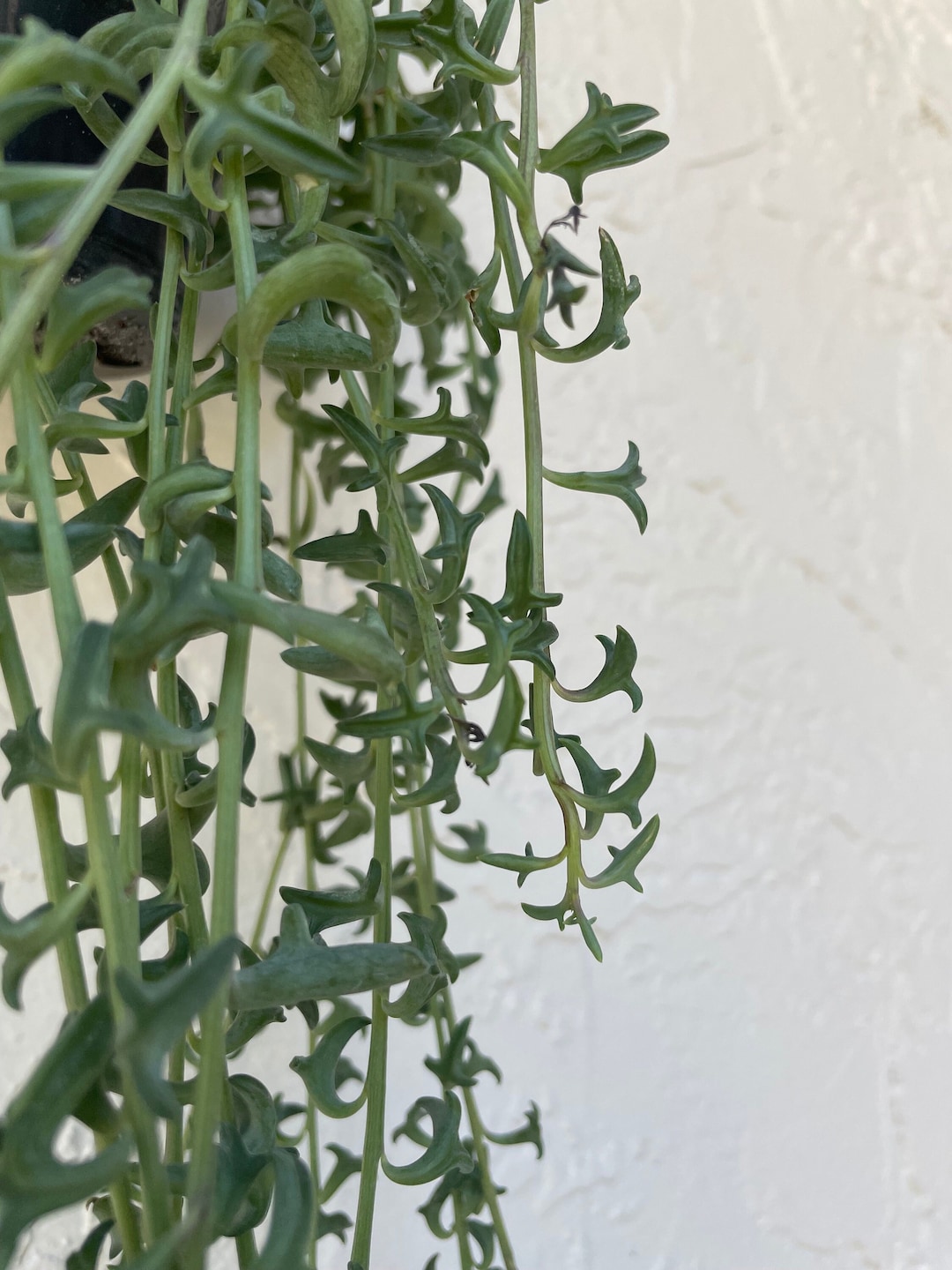 String of Dolphins | Succulent | LIVE House Plant | Unrooted & Rooted ...