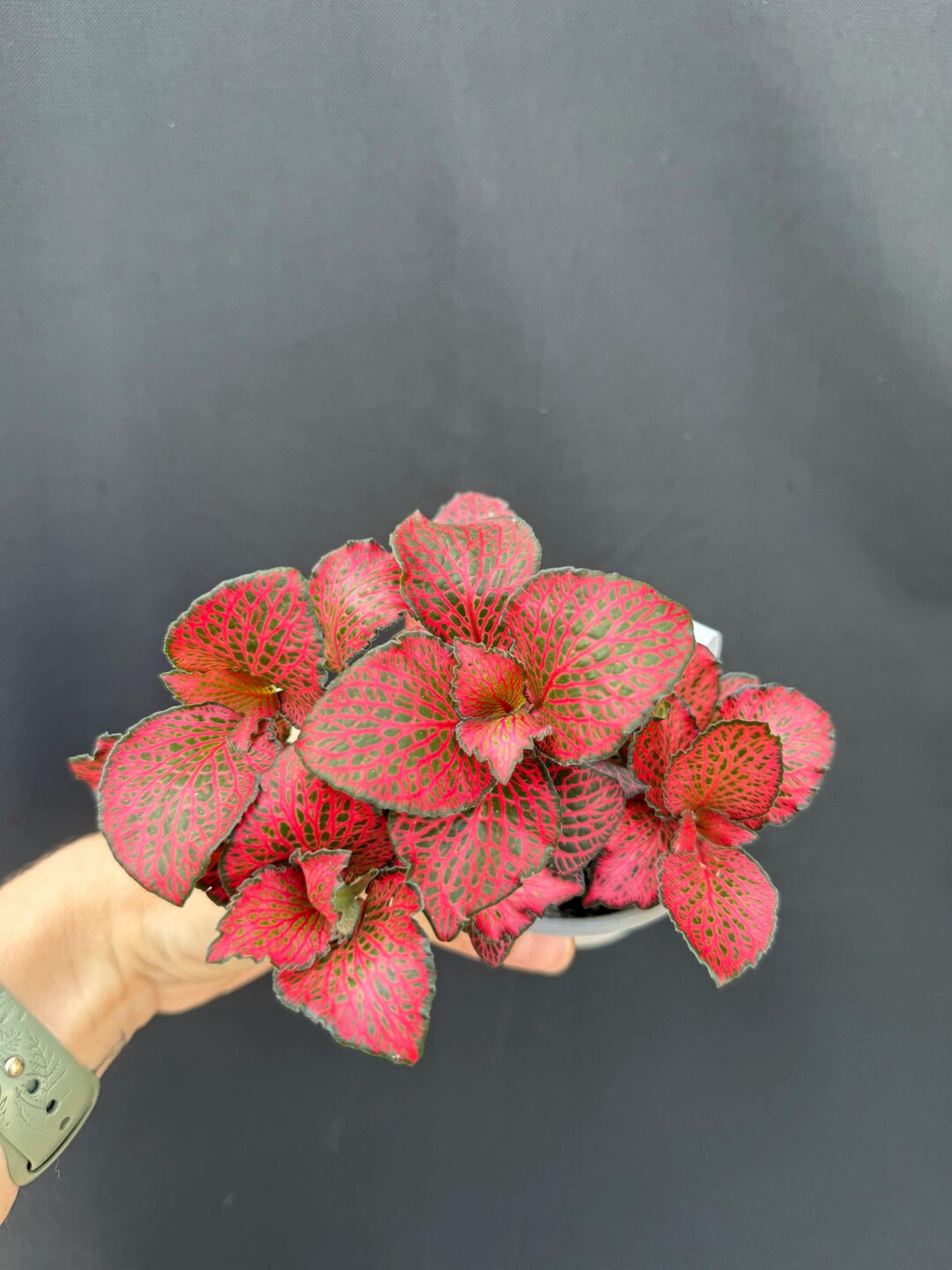 Brick Red Fittonia Nerve Plant ‘firecracker’ 4" Pots | Live Rare Indoor ...