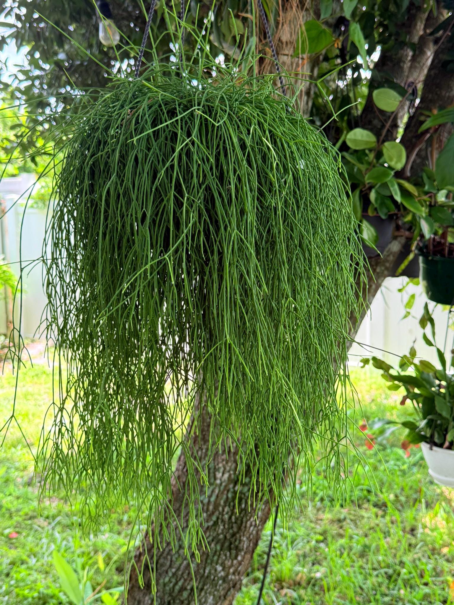 Rhipsalis Baccifera 'mistletoe Cactus' | Rare Live Indoor Outdoor ...