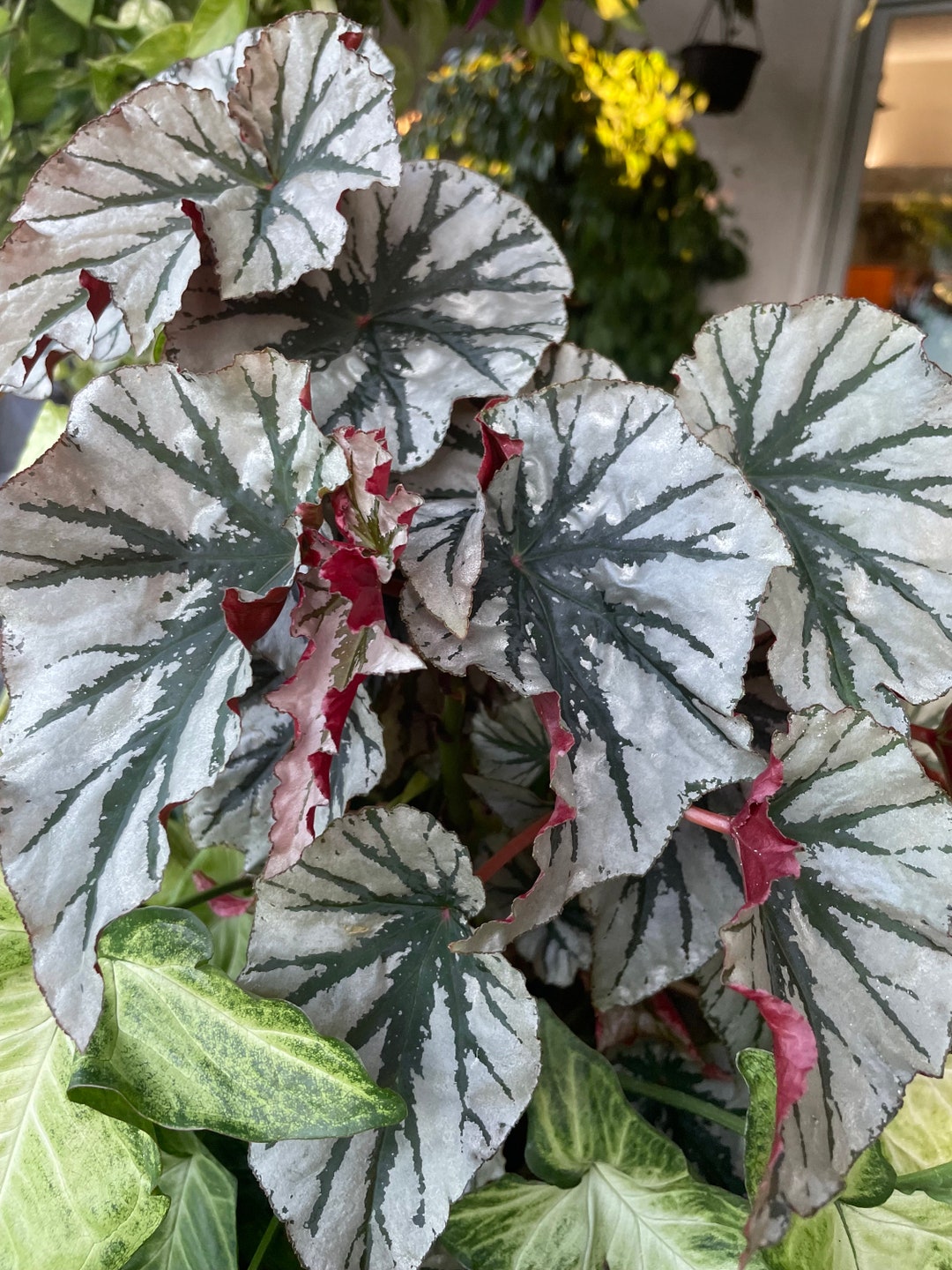 Looking Glass Cane Begonia Nodes, Unrooted, & Rooted Cuttings for ...