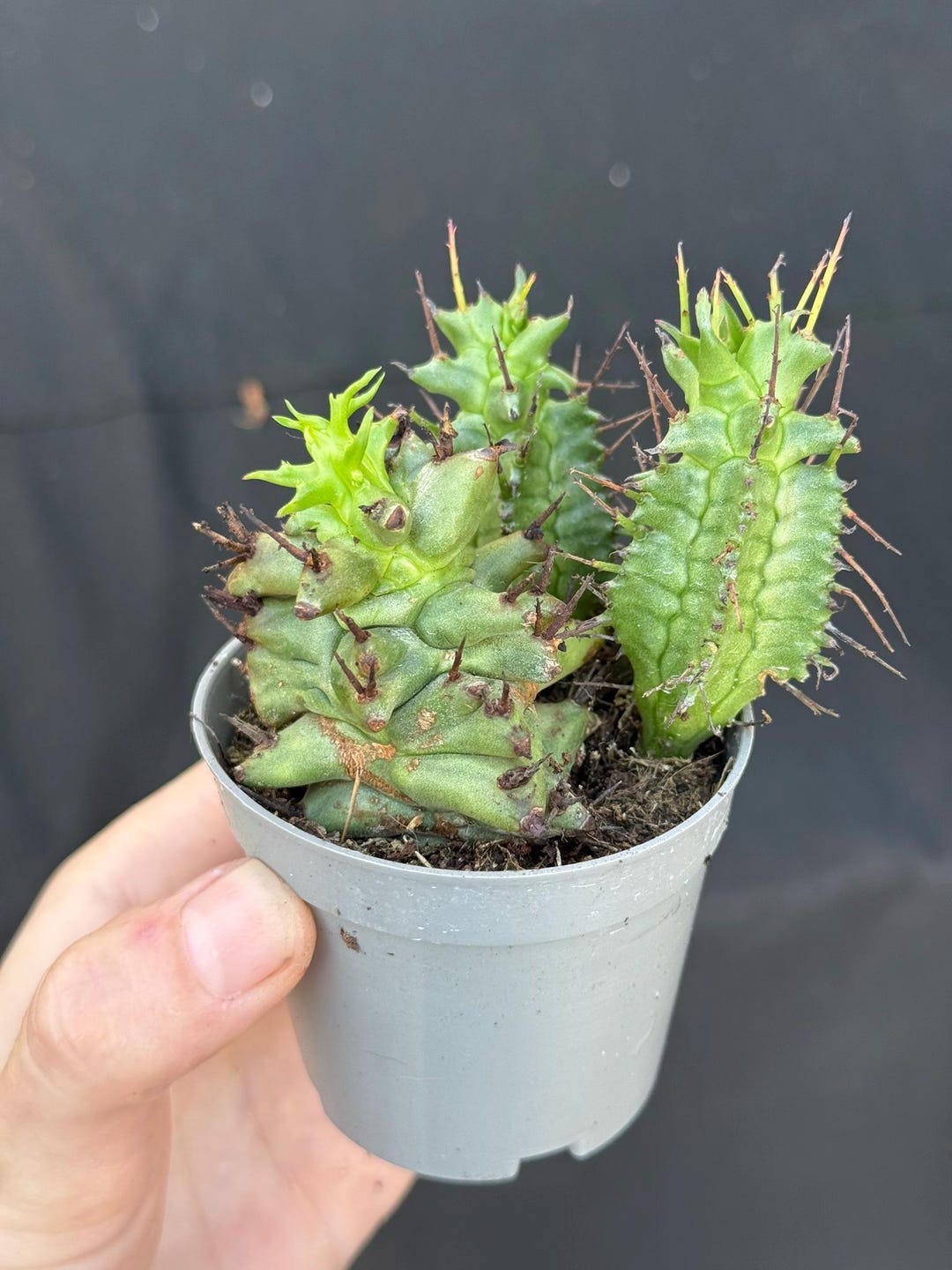 Mutated Monstrose Twisted NOID Cactus 3" Pots | Live Succulent Cactus ...