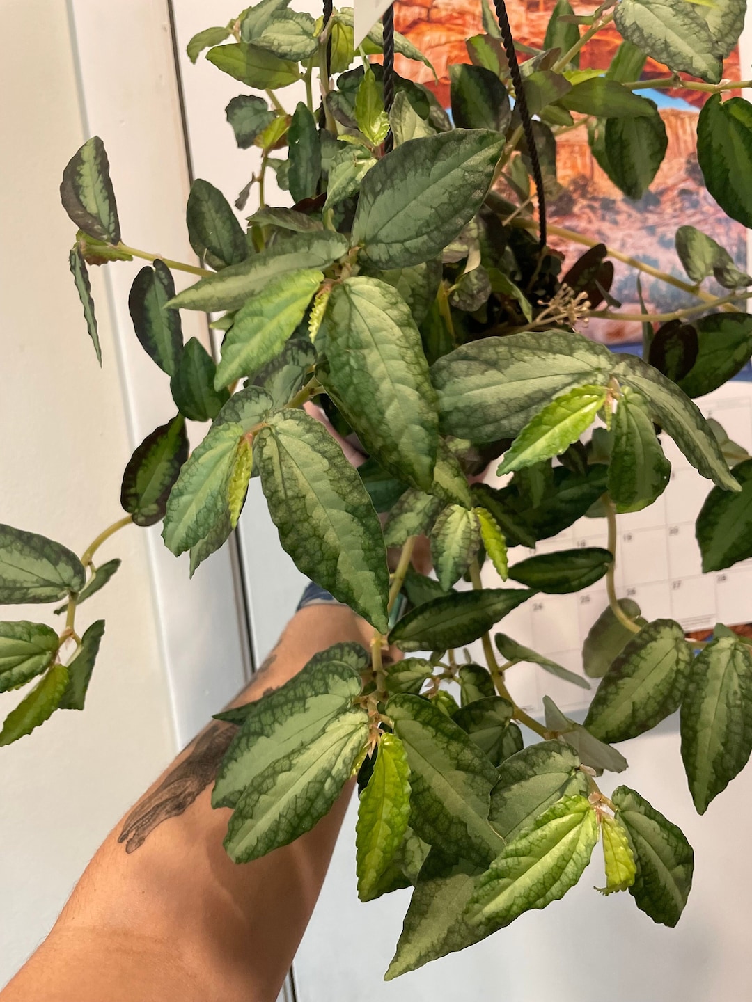 Watermelon Vine, Polynesian Ivy, Rainbow Vine | Pellionia Pulchra ...