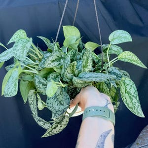 Silver Lady Scindapsus Pictus | Silver Satin Pothos | LIVE House Plant ...
