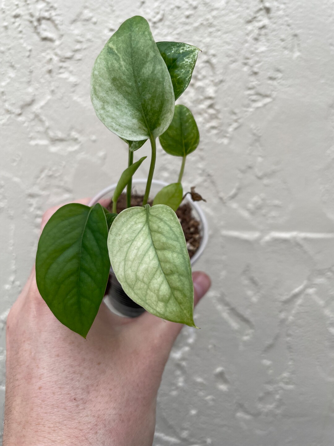 Chartreuse Pothos Rooted Pot TWO Plants in Pot Ships in - Etsy
