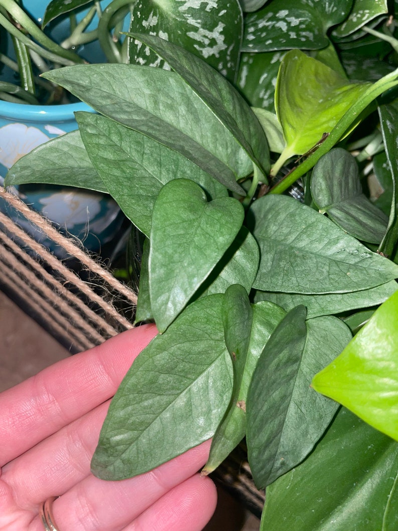 Cebu Blue Pothos RARE Skeleton Key Pothos LIVE House | Etsy