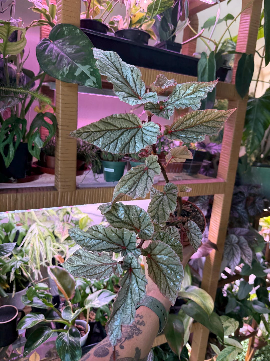 Begonia Maculata "silver Pink Spot" 4" Pot | Angel Wing, Cane Begonia ...
