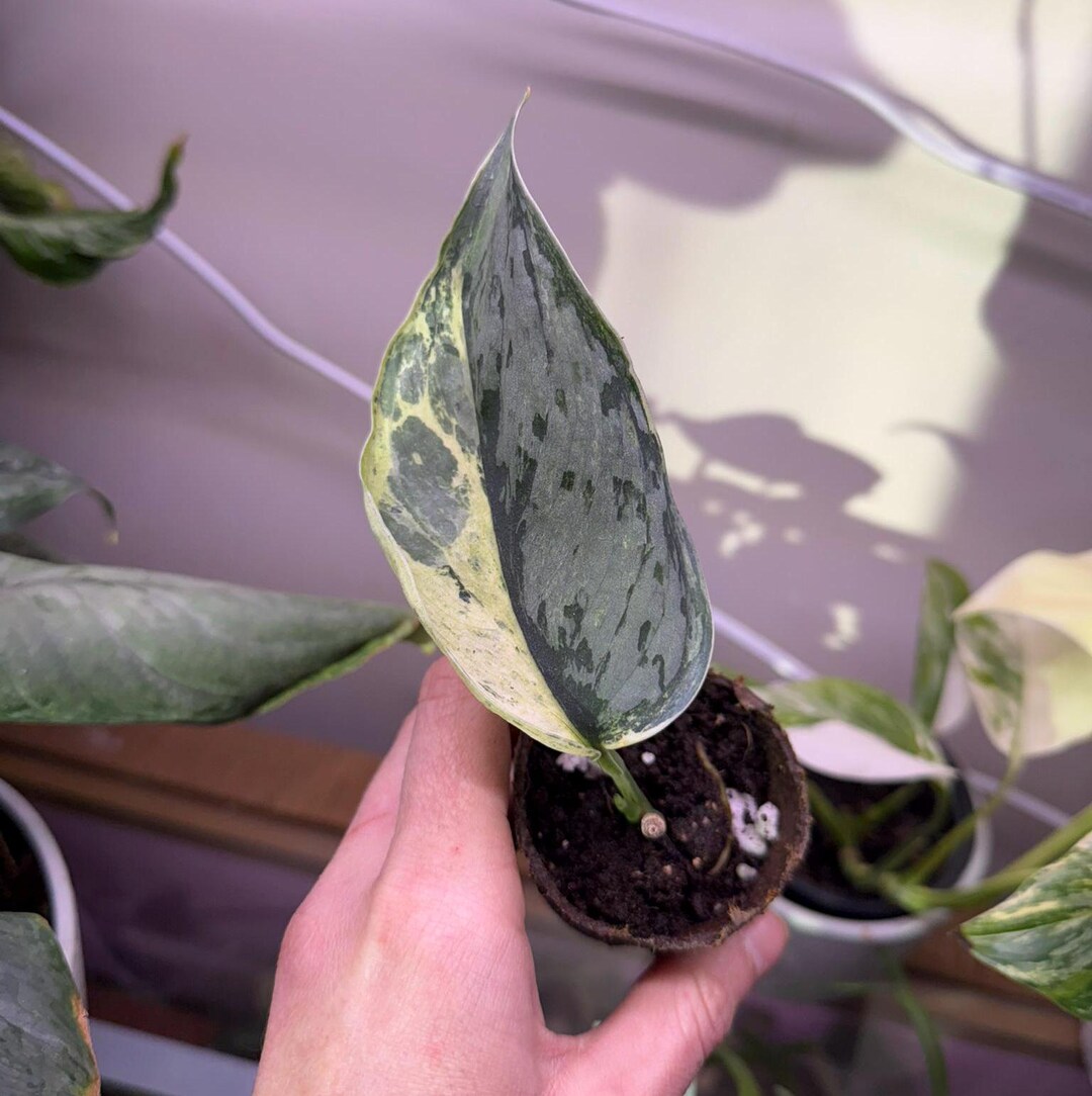 Mayari Variegated Scindapsus Rooted Starter Pot | Live Rare Indoor ...