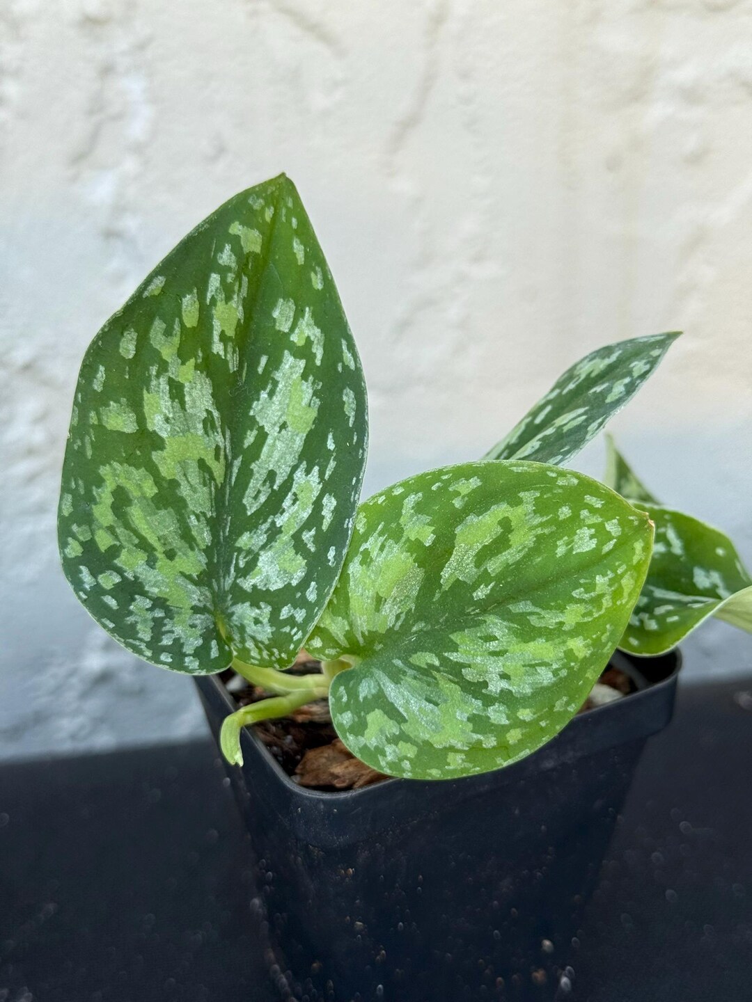 Tricolor Scindapsus Pictus 3-4" Pot | Live Rare Indoor Outdoor ...