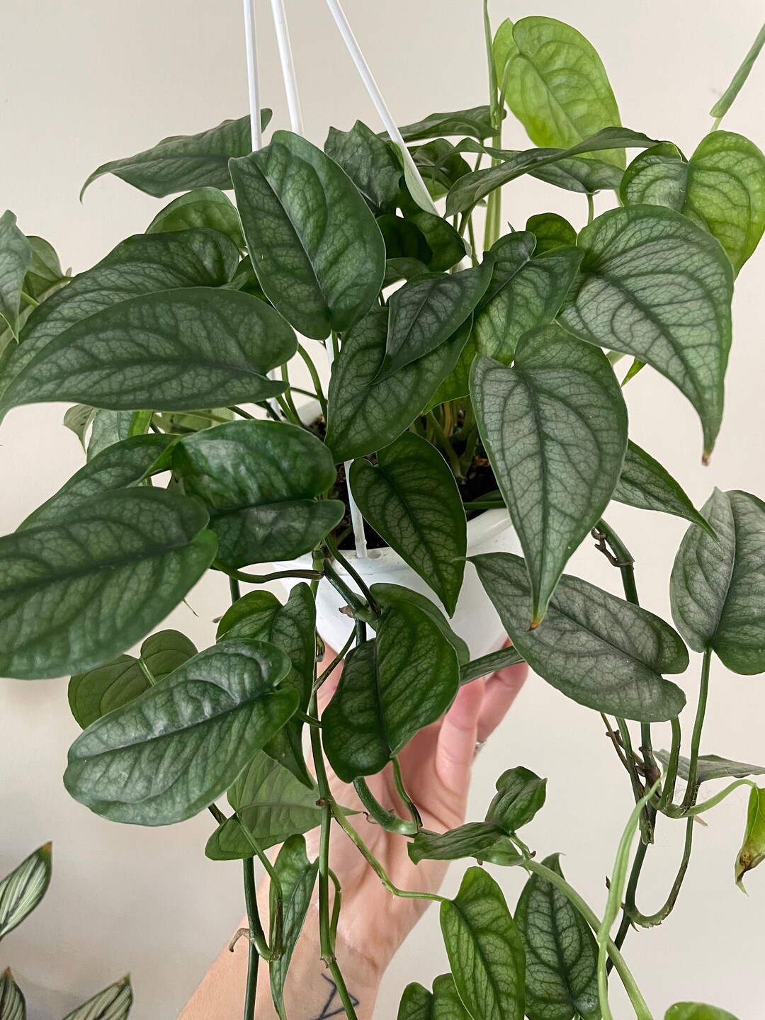 Monstera Siltepecana | Silver Monstera | RARE | LIVE House Plant ...