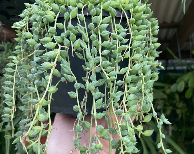 String of Raindrops | Succulent | LIVE House Plant | Unrooted & Rooted ...