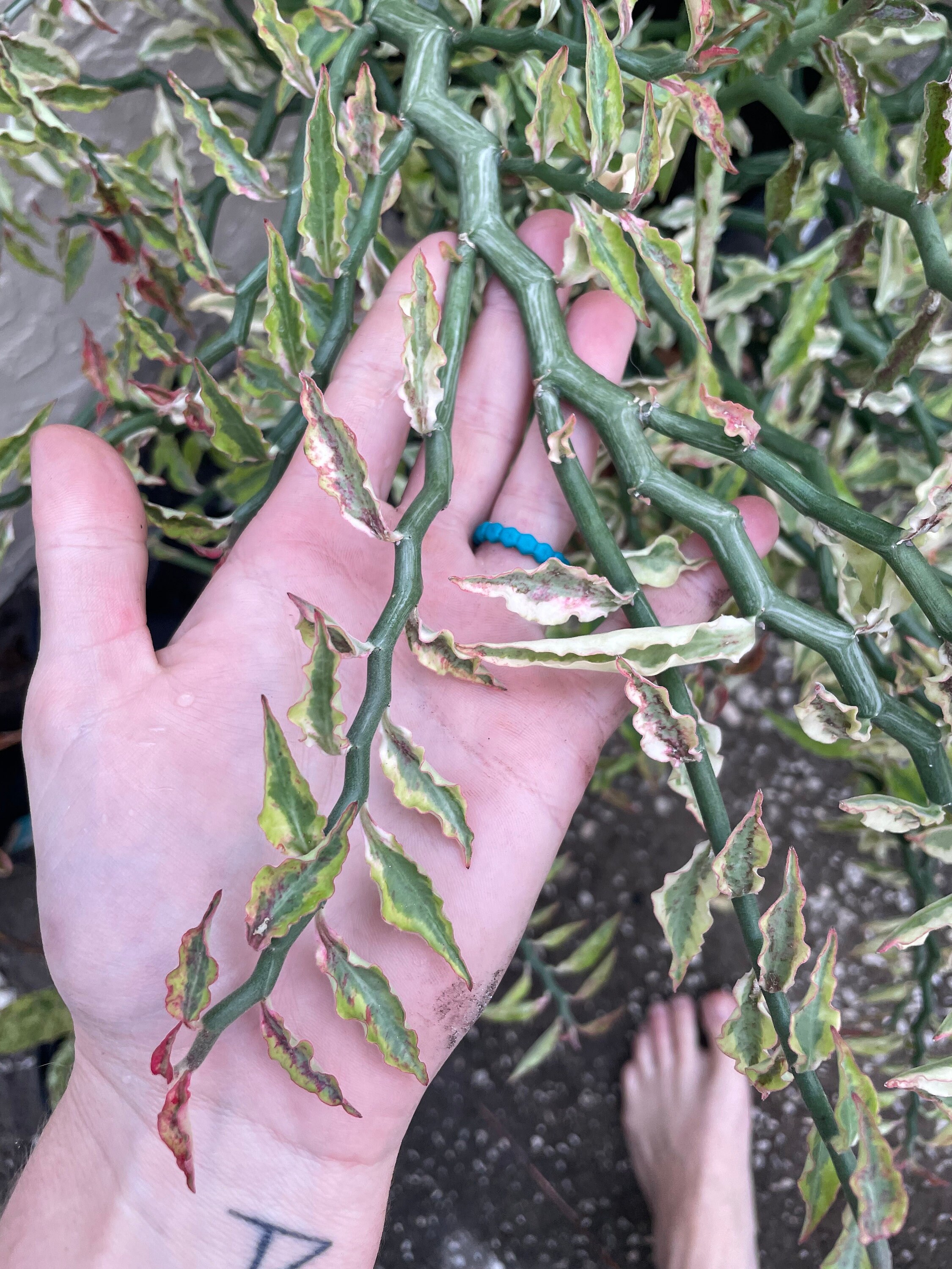 Pink Variegated Devil's Backbone Succulent | Full Sun | Unrooted and ...
