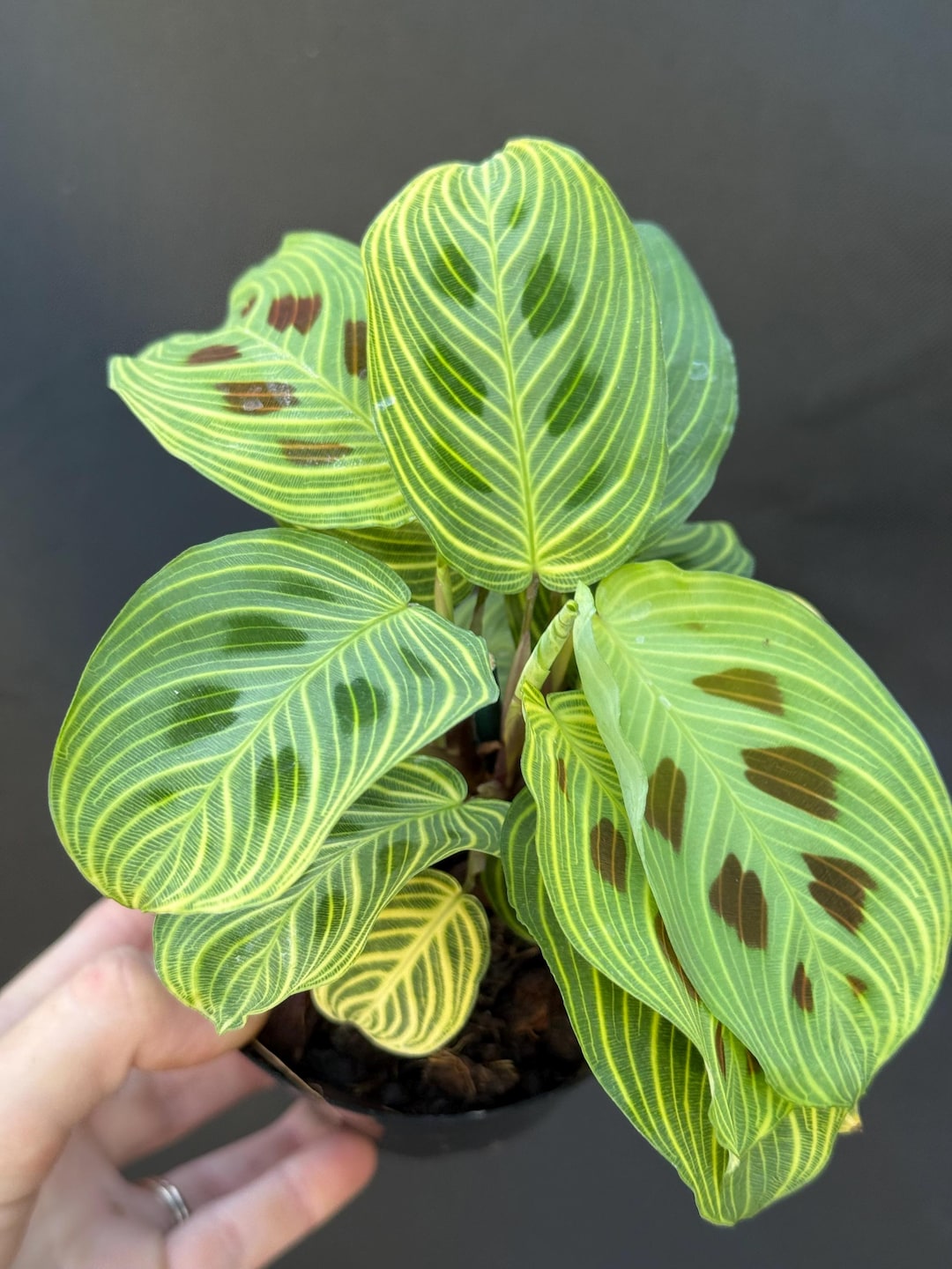 Variegated Lemon Maranta 4" Pots | Neon Yellow Prayer Plant | RARE ...