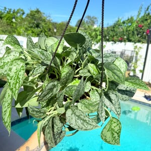 Silver Lady Scindapsus Pictus | Silver Satin Pothos | LIVE House Plant ...
