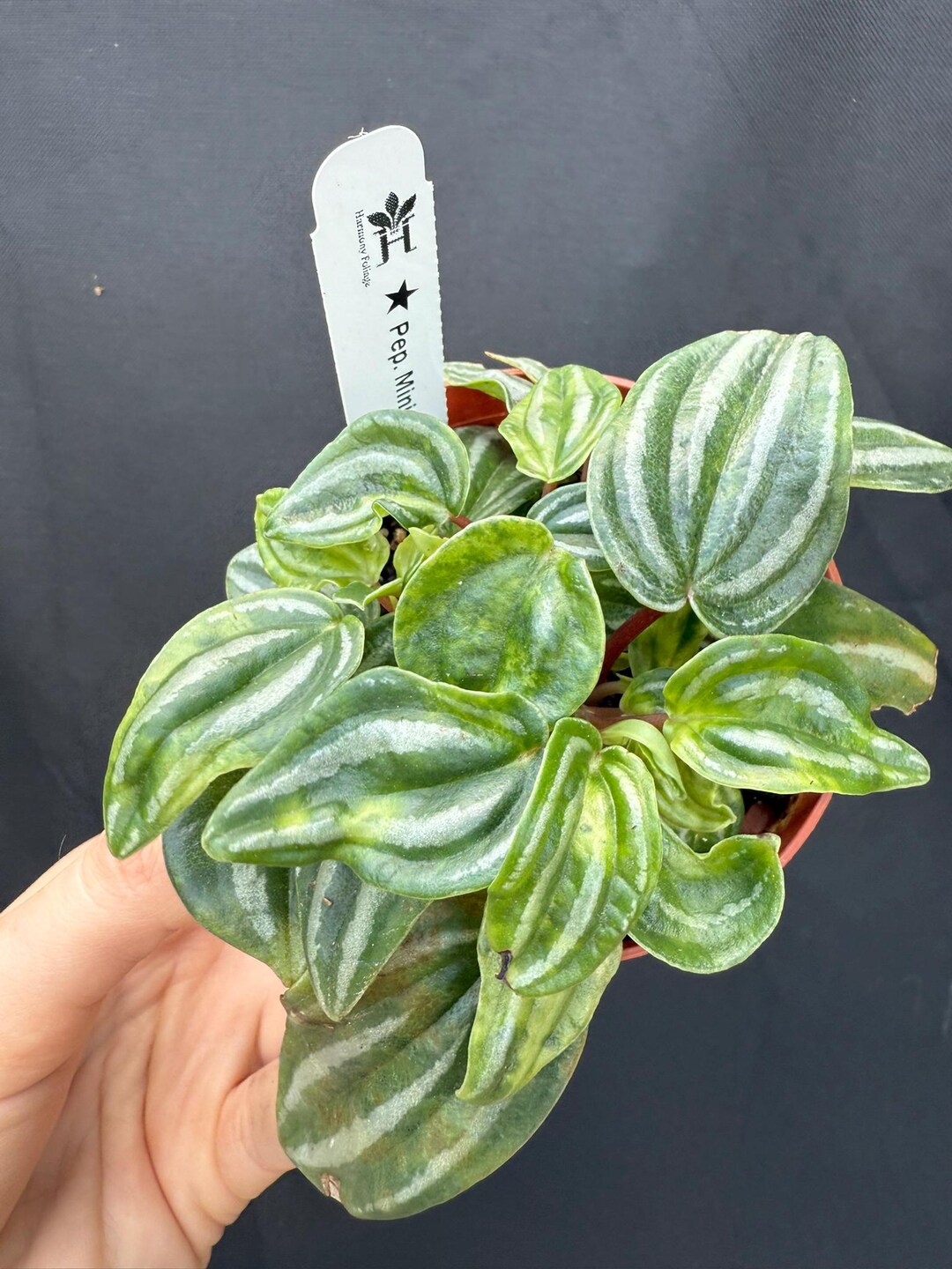 Variegated 'mini Watermelon' Peperomia 4" Pot | Live RARE Houseplant ...