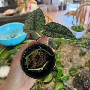 Silver Lady Scindapsus Pictus | Silver Satin Pothos | LIVE House Plant ...