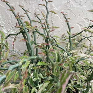 Pink Variegated Devil's Backbone Succulent | Full Sun | Unrooted and ...