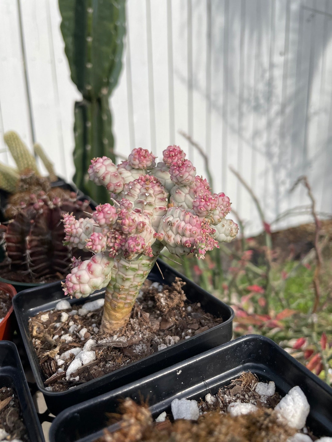 Variegated Euphorbia Mamillaris 'corn on the Cob Cactus' | Ships in Pot ...