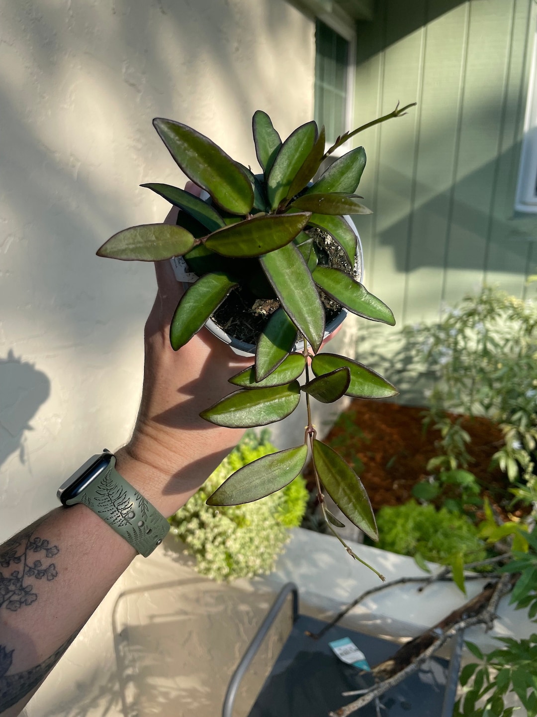 Hoya Rosita 'adrift' 4 Pot Ships in Pot Live Uncommon Houseplant ...