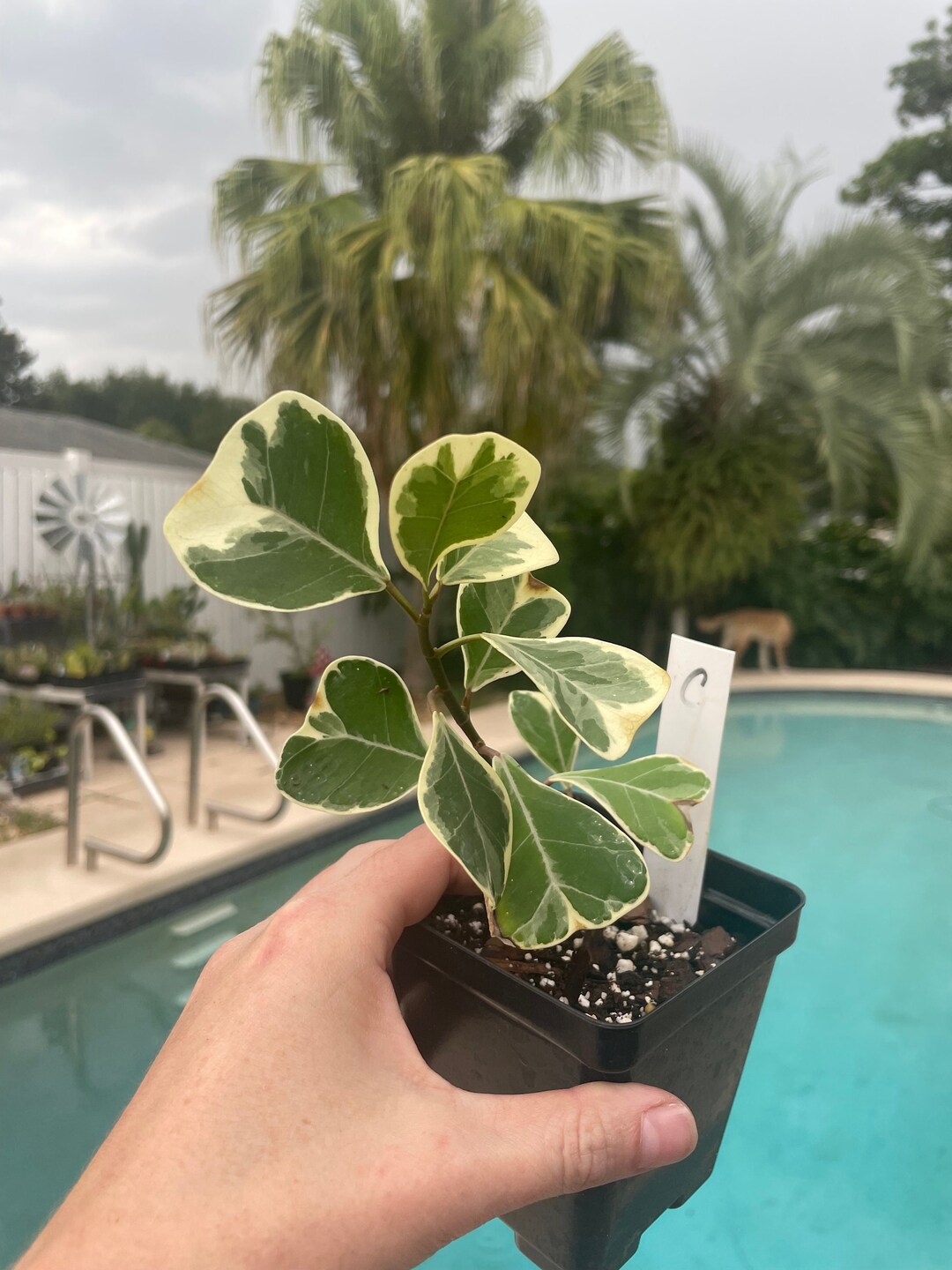 Ficus Triangularis Variegated 4 Pot Starter Plant Ships in Pot Live ...